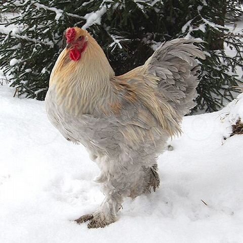 Инкубационное яйцо брама, фавероль, брекель