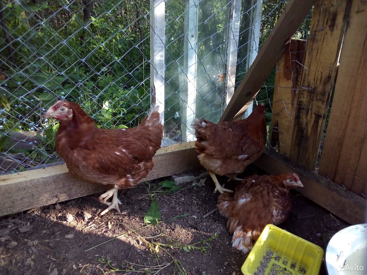 Куры несушки