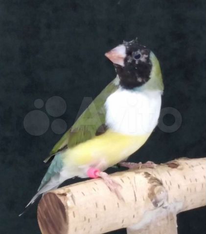 Амадины Гульда