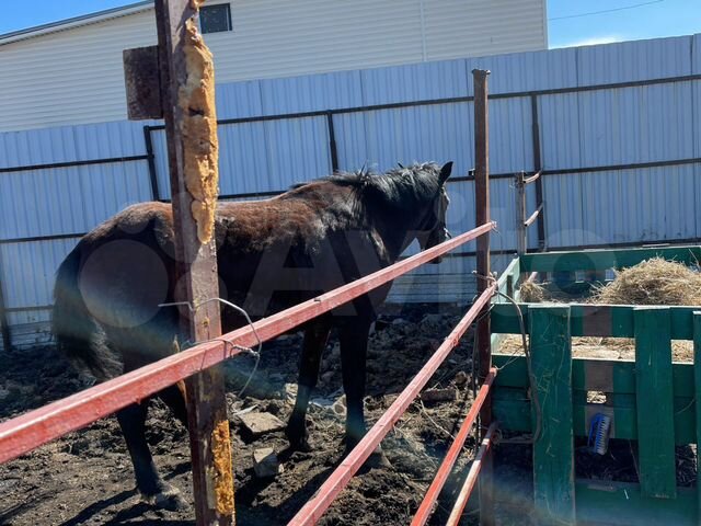 Лошадь 6,5 года обученная и хорошая