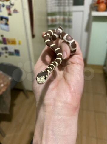 Королевская змея обыкновенная калифорнийская