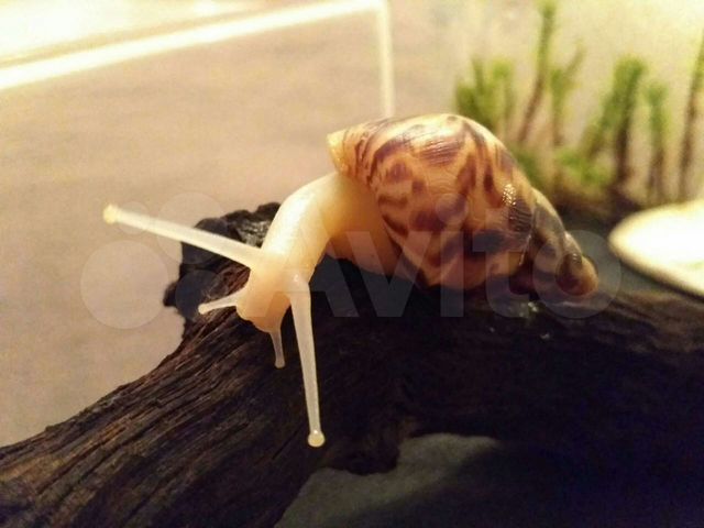 Улитята Ахатина ретикулята