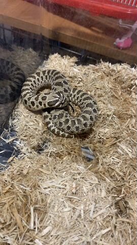 Свиноносый уж