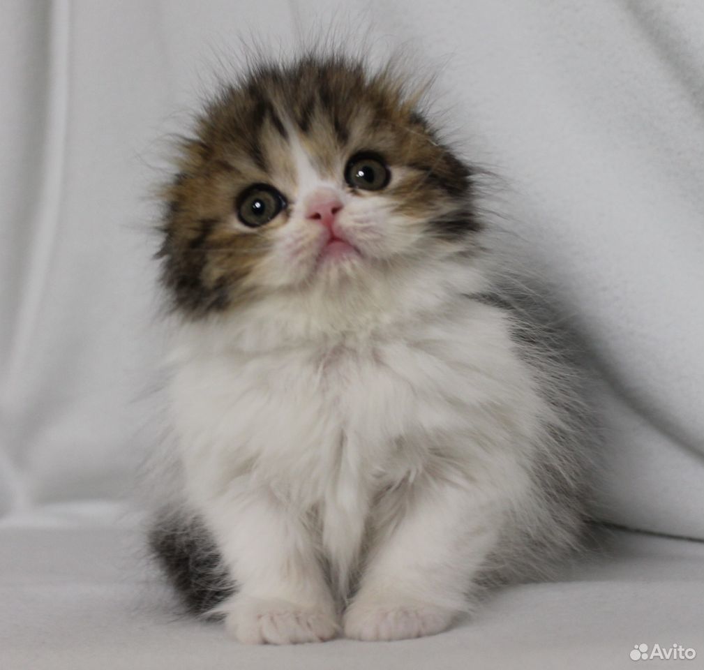 Хайленд фолд мальчик