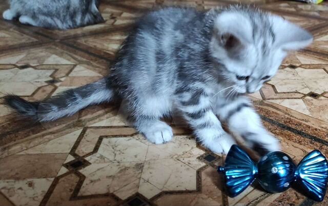 Котенок британец-метис