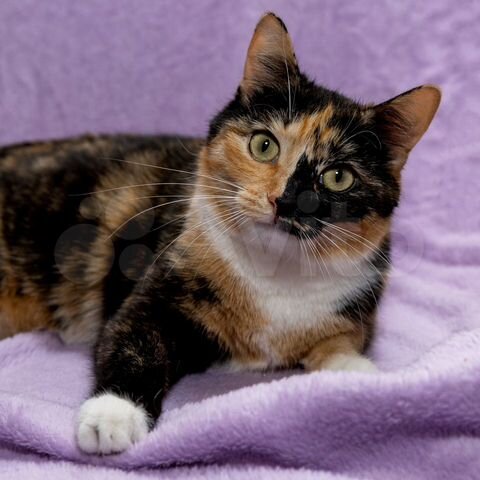 Трёхцветная кошка Леди 1,5 года