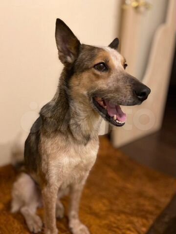 Собака девочка бесплатно