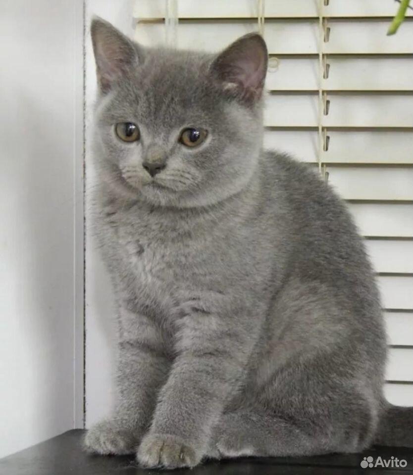 Шотландский прямоухий котенок