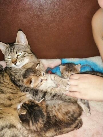 Кошка