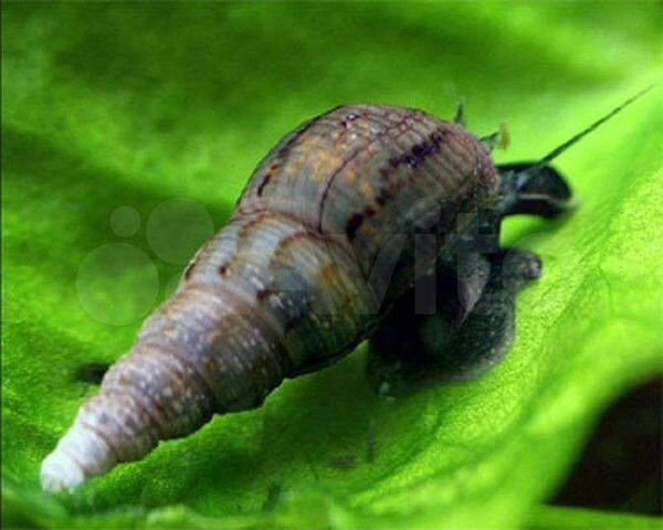 Улитка для аквариума катушка, мелания