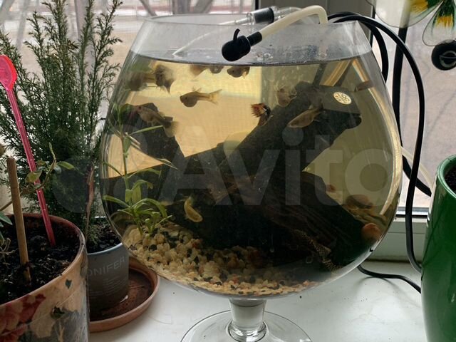 Фужер аквариум 7л