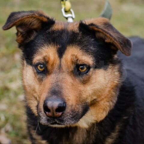 Собака Зита, 4 года, умная и добрая