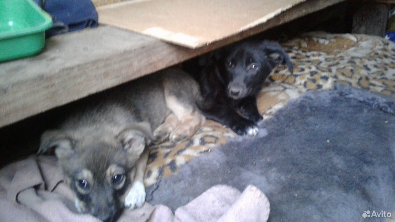 Щенки очень красивые ищут хорошего хозяина