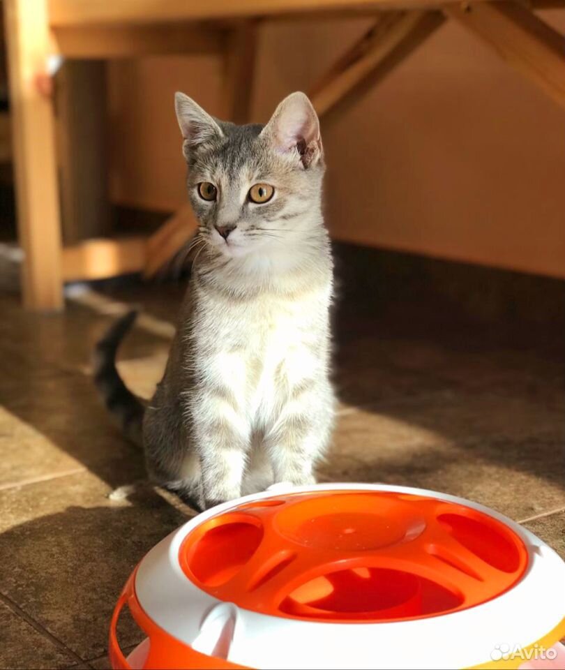 Красотка Джулс ждёт любящую семью