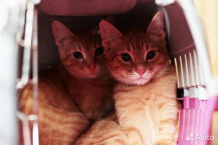 Два солнечных зайчика-котенка 5месяцев в дар