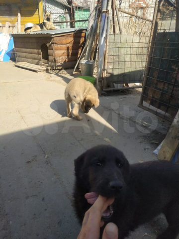 Щенки немецкой овчарки