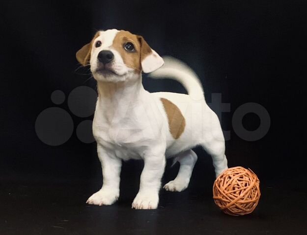 Элитный мальчик Джек Рассел терьер