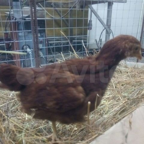 Несушки Ник Браун