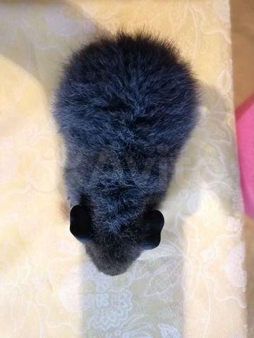 Домашние животные грызуны