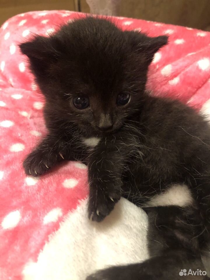 Котёнок