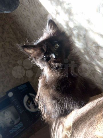 Котенок в добрые, обеспеченные руки