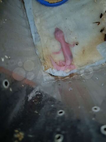 Зублефары самки