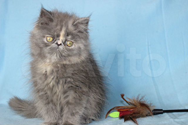 Персидская красотка с желтыми глазками