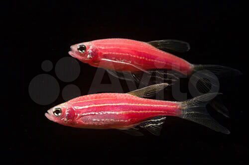 Данио розовый