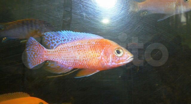 Aulonocara sp. "orchidea"