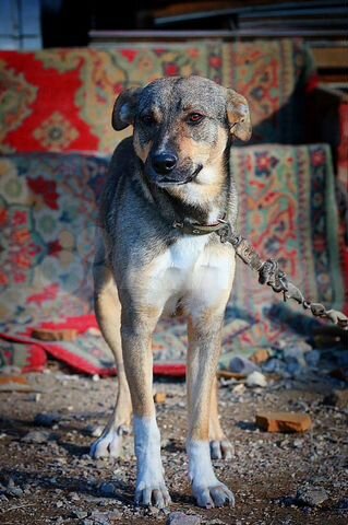 Барик в добрые руки