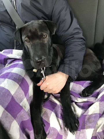 Собака в добрые руки