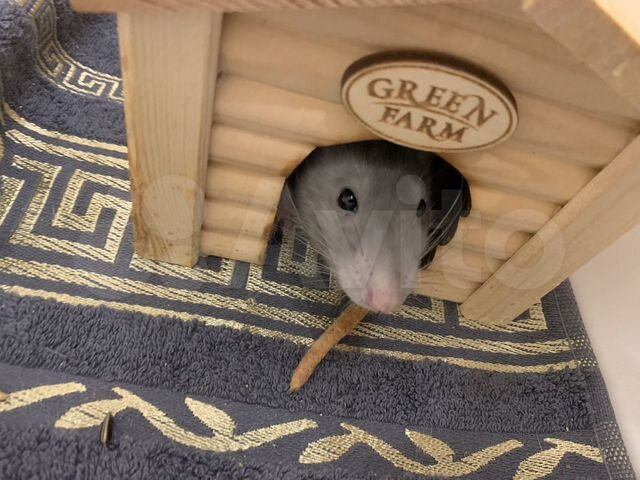 Отдаю в добрые руки крысу