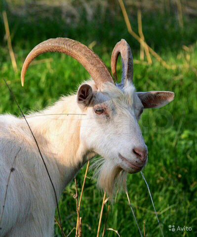 Продаются козы козлята и козлы на племя молочной п