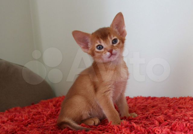 Котята абиссины