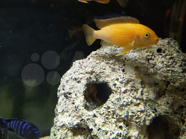 Цихлида красная зебра(самец)