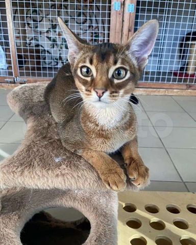 Абиссинская