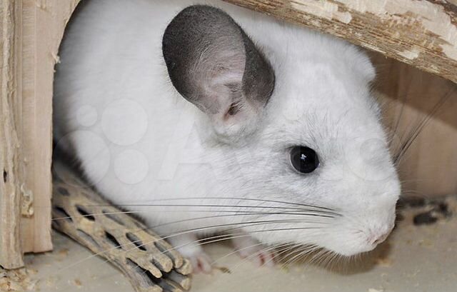 Возьму шиншиллу белый вильсон