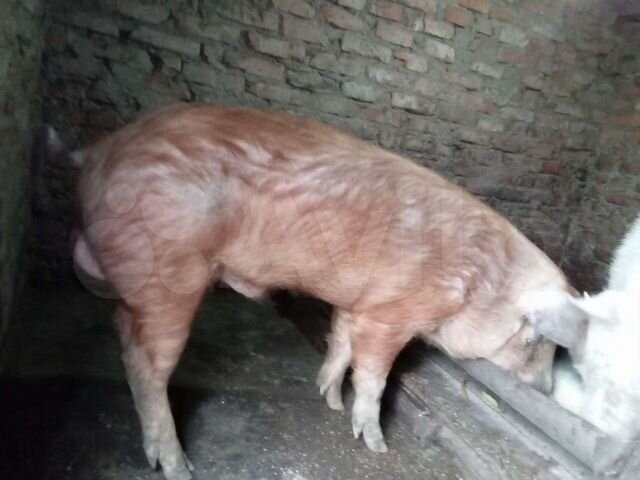 Кобан дюрок