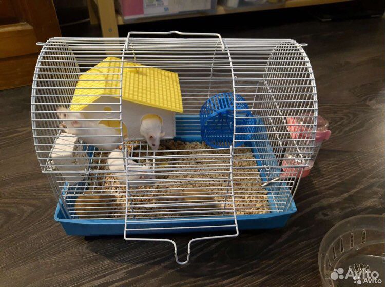 Мышки с клеткой