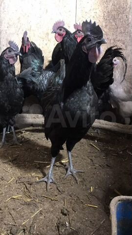 Петух Ухейилюль