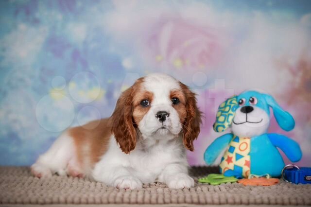 Кавалер кинг чарльз спаниель