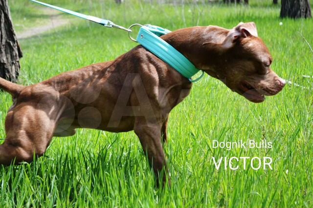 Щенки питбультерьера из Dognik Bulls