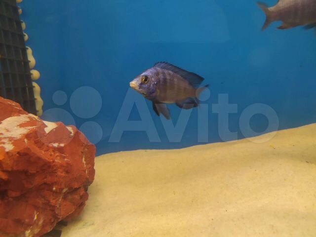 Малавийские цихлиды