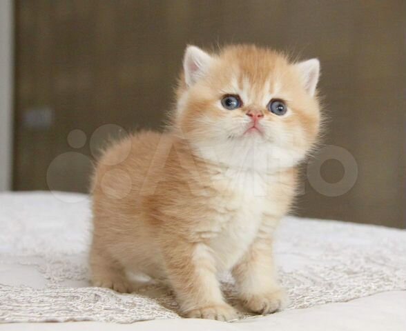 S4 замечательные британские золотые детки