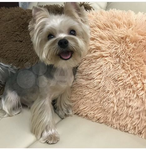 Йоркширский терьер ищем невесту