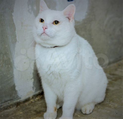 Суровый кот