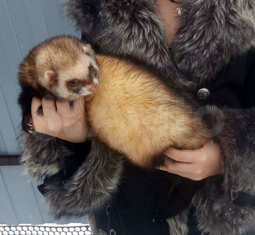 Хорёк для вязки, самец