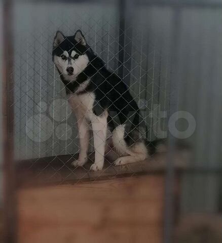 Вязка сибирский хаски