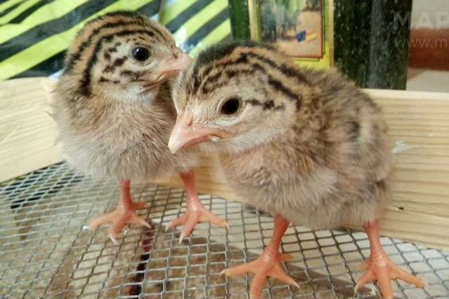 Цесарка бролерная Франция