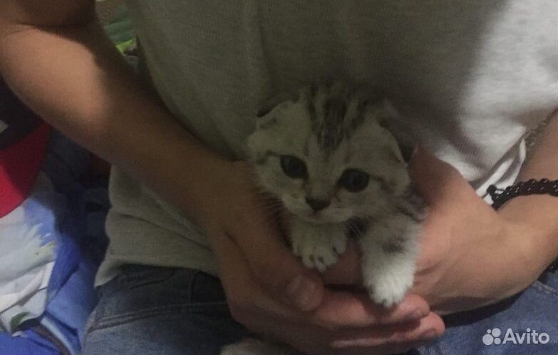 Британец мальчик 1 мес